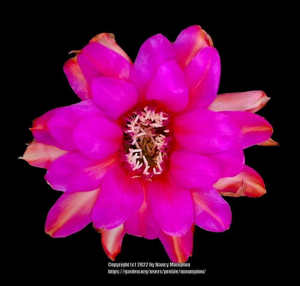 Echinopsis Hybrid (Echinopsis 'Antimatter') - Garden.org