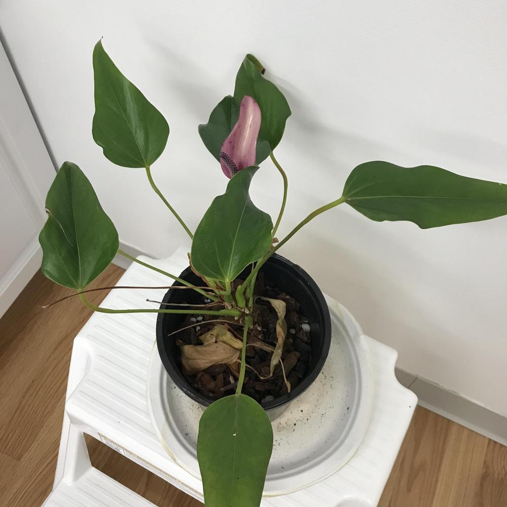 Flamingo Flower (Anthurium Zizou®) in the Anthuriums Database - Garden.org