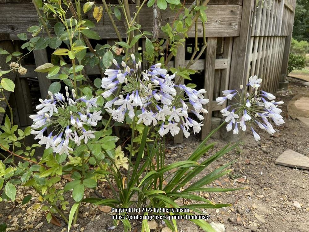 Photo of the entire plant of Lily of the Nile (Agapanthus Indigo Frost™) posted by Henhouse ...