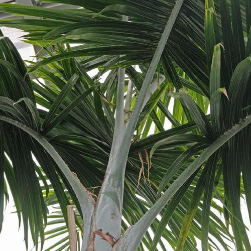 Maya Palm (Gaussia maya) - Garden.org