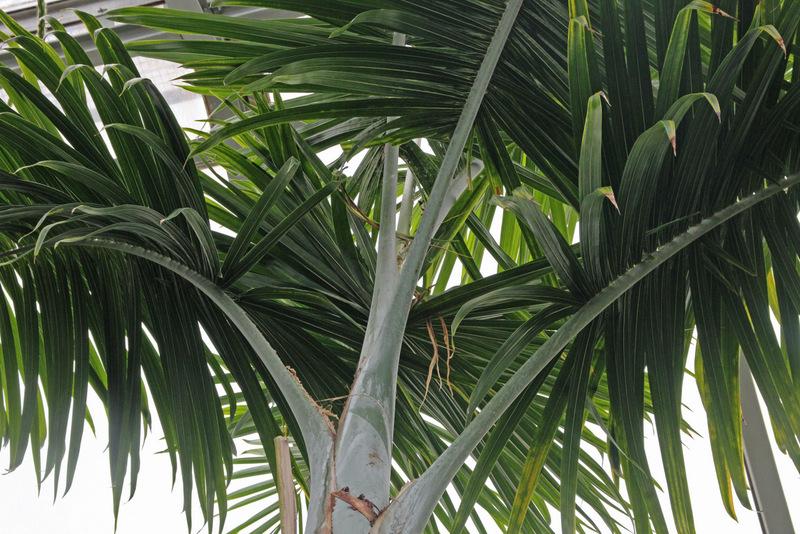 Maya Palm (Gaussia maya) - Garden.org