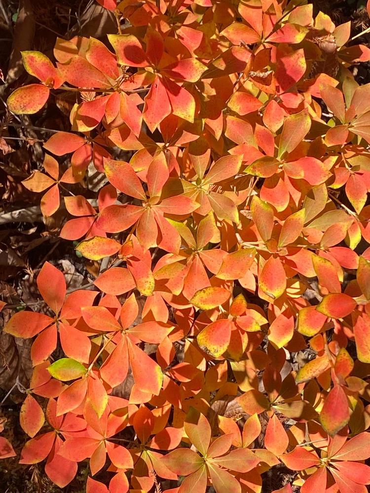 Photo of the fall color of White Enkianthus (Enkianthus perulatus ...
