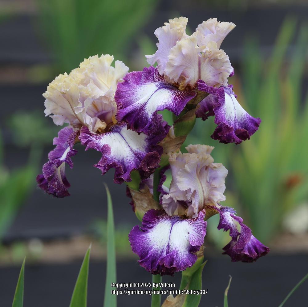 Photo of the bloom of Tall Bearded Iris (Iris 'Bullet Points') posted ...