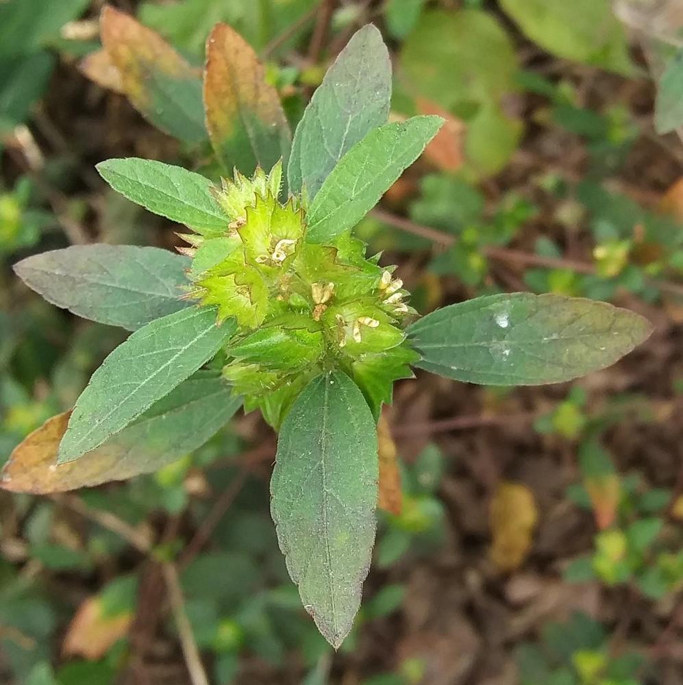 Mystery weed in the Plant ID forum - Garden.org