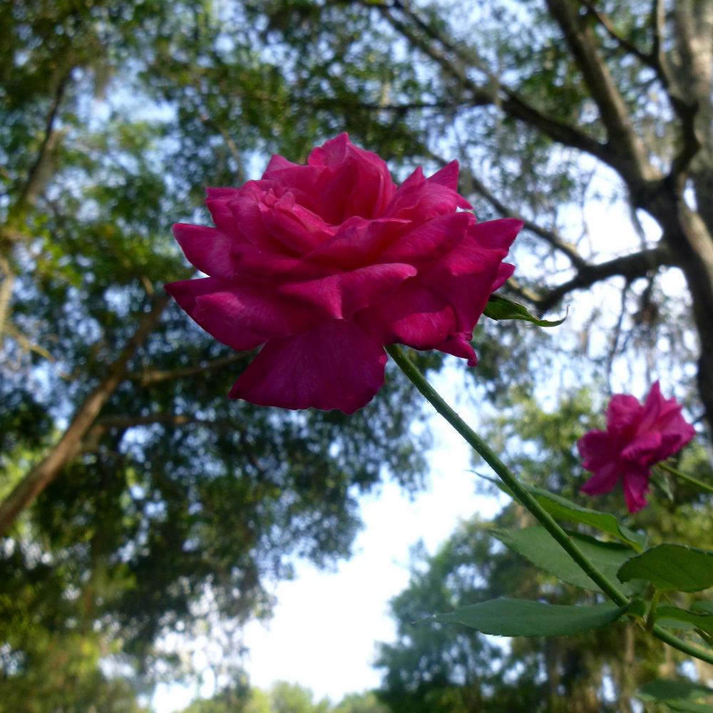 Tea Rose (Rosa 'Princesse de Sagan') in the Roses Database - Garden.org