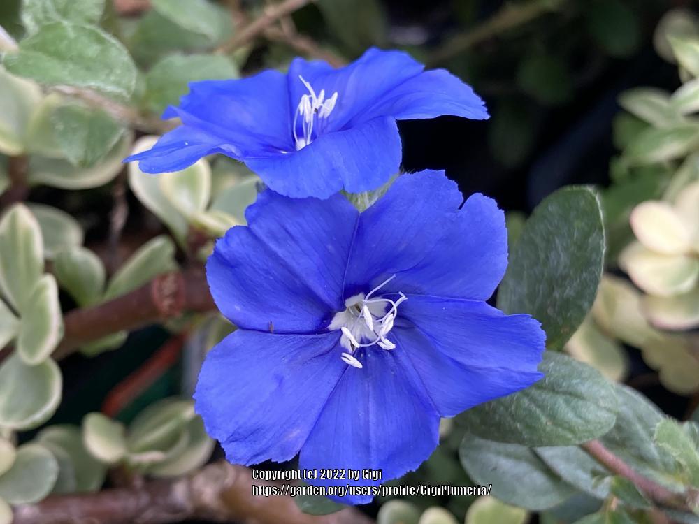 Blue Daze (Evolvulus glomeratus) - Garden.org