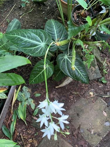 'Endless Forms Most Beautiful' The aroid photo gallery in the ...