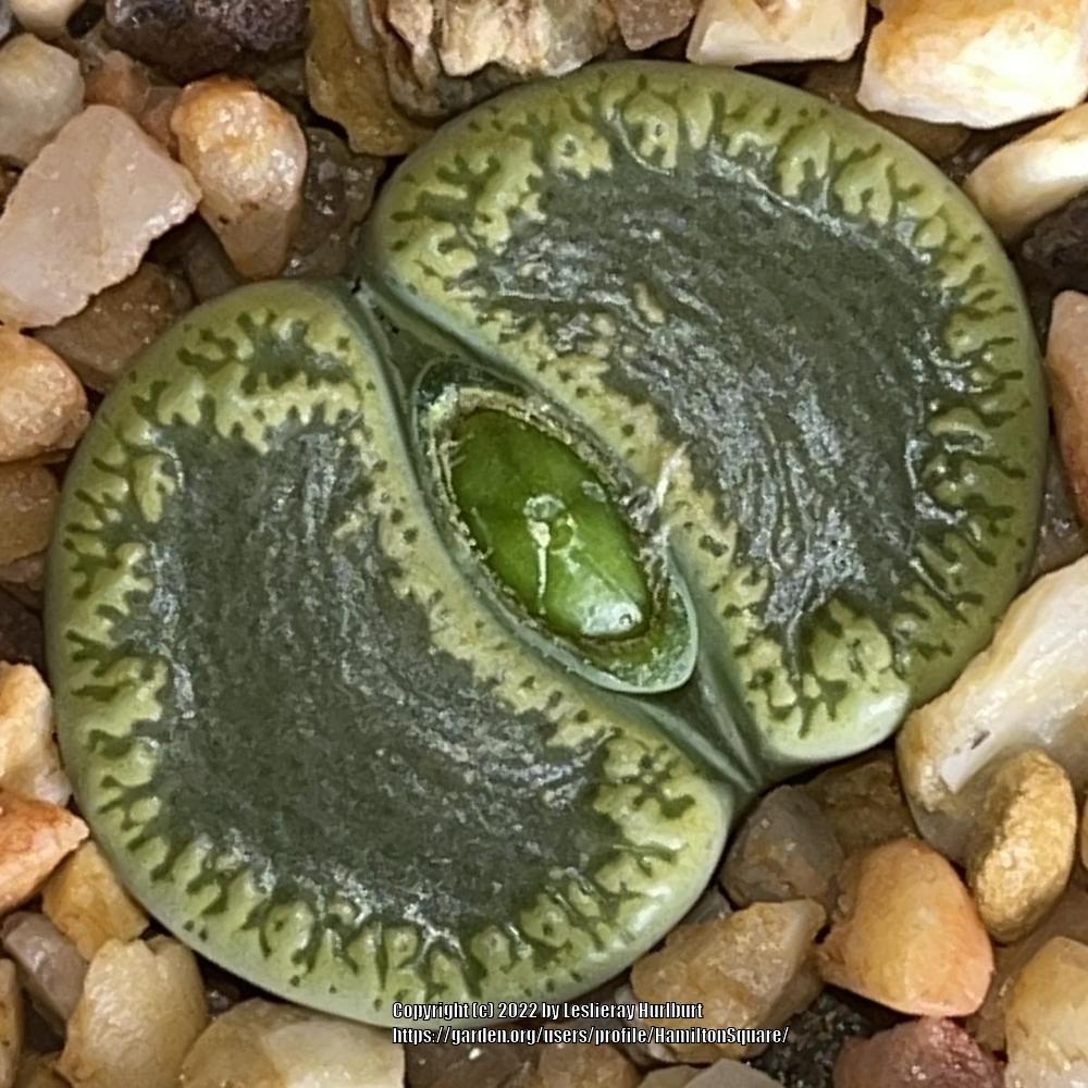 Photo of the entire plant of Lithops (Lithops lesliei subsp. lesliei ...