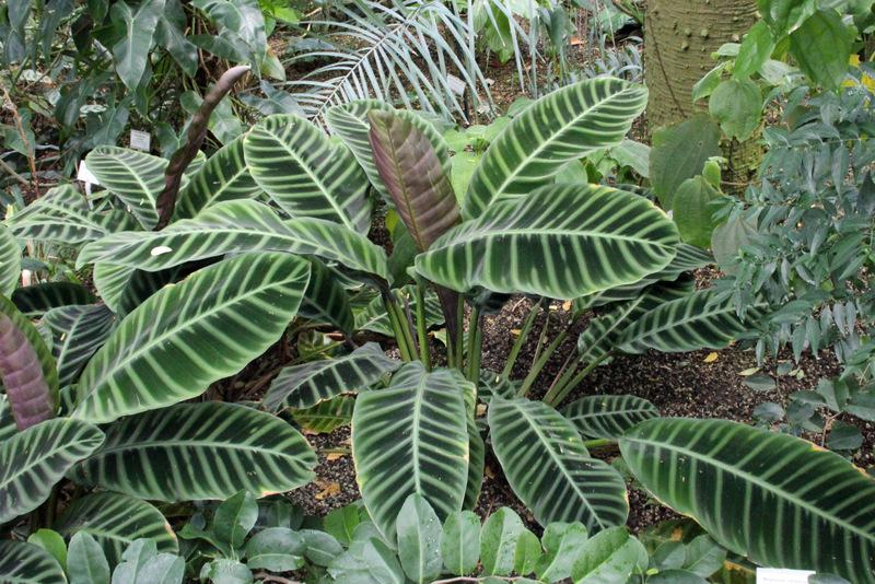 Zebra Plant (Goeppertia zebrina) - Garden.org
