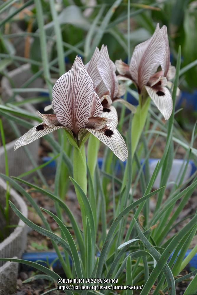 Photo of the bloom of Species Iris (Iris acutiloba subsp. lineolata ...