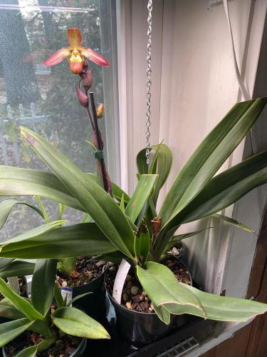 Our Orchid Blooms in November 2022🦃 in the Orchids forum - Garden.org