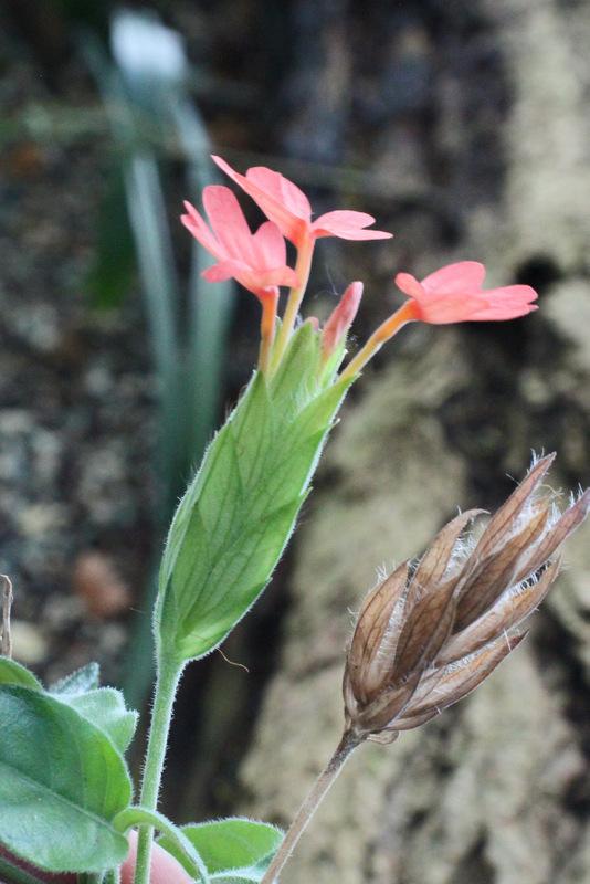 Photo of the bloom of Crossandra puberula posted by RuuddeBlock ...