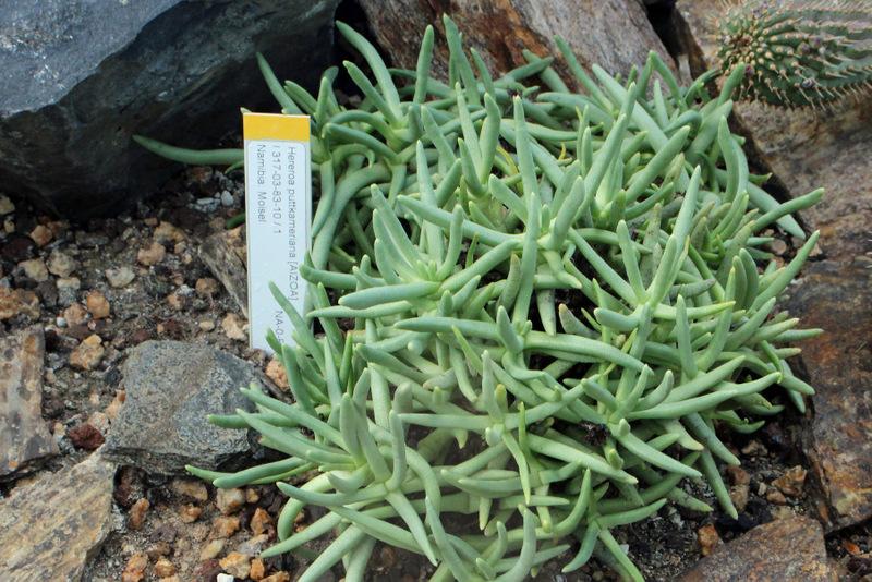 Photo of the entire plant of Hereroa puttkameriana posted by ...