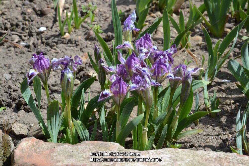 Photo of the bloom of Species Iris (Iris pumila) posted by Serjio ...