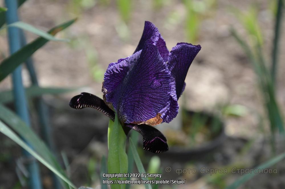 Photo of the bloom of Species Iris (Iris paradoxa) posted by Serjio ...
