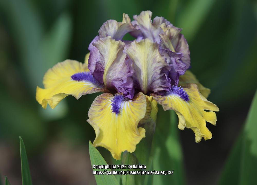 Photo of the bloom of Standard Dwarf Bearded Iris (Iris 'Magnetic Storm ...