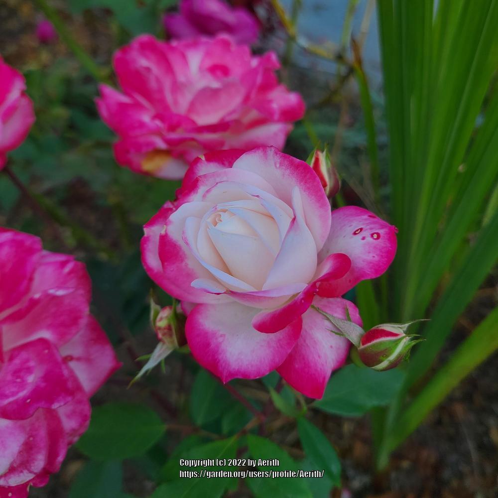 Photo of the bloom of Rose (Rosa 'Candy Cane Cocktail') posted by ...