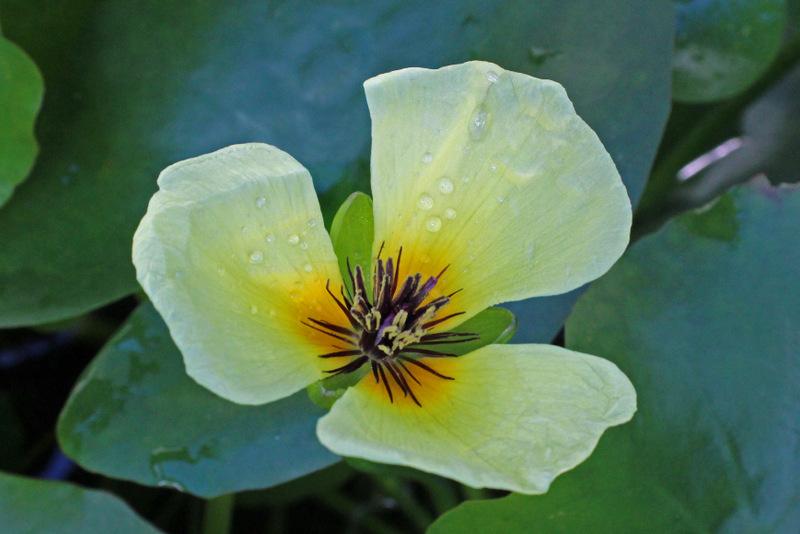 Photo of the bloom of Water Poppy (Hydrocleys nymphoides) posted by ...