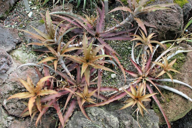 Earth Star (Cryptanthus glaziovii) - Garden.org
