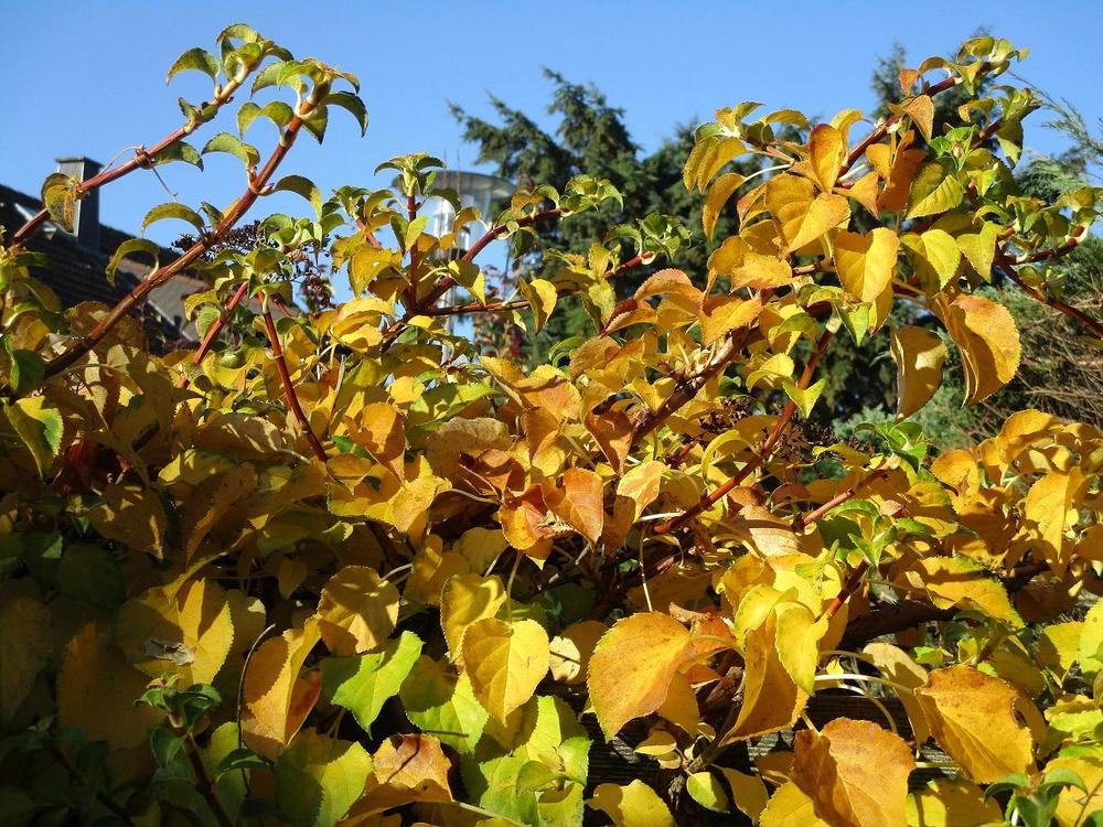 Photo of the fall color of Climbing Hydrangea (Hydrangea anomala subsp ...