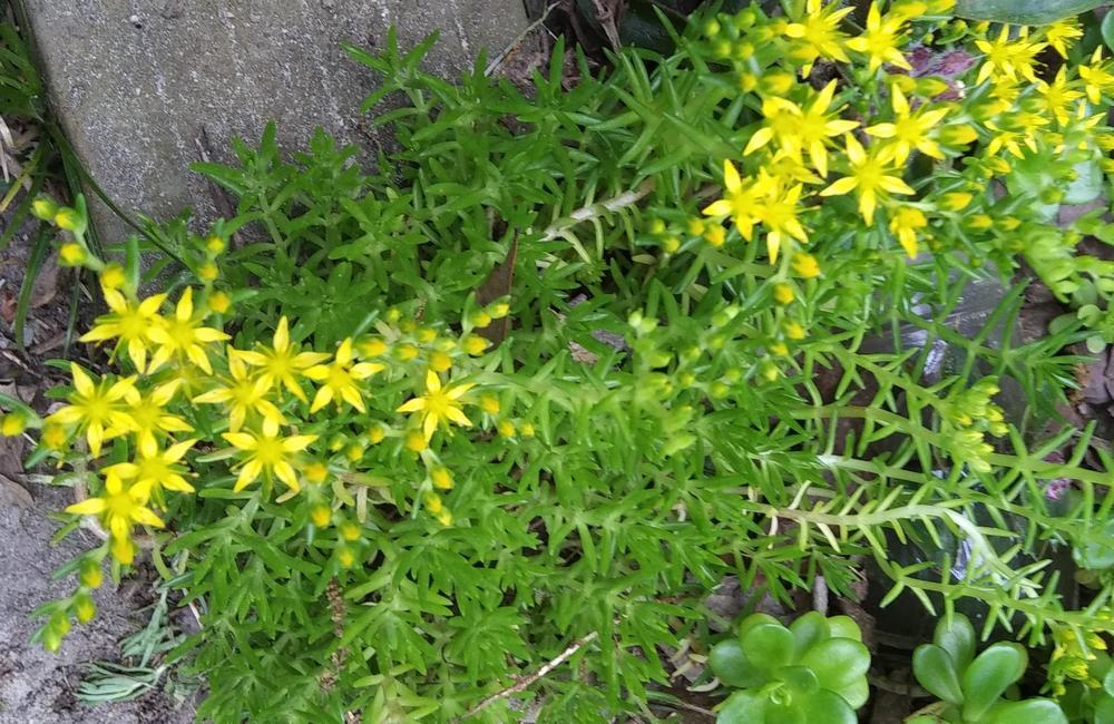 Photo of the entire plant of Mexican Stonecrop (Sedum mexicanum) posted ...