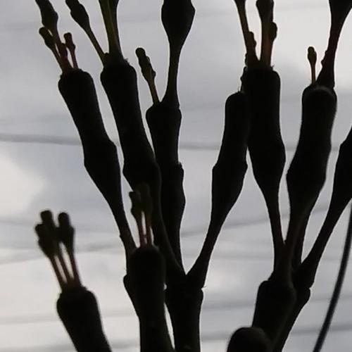 Dancing Bones Cactus (Hatiora salicornioides) - Garden.org