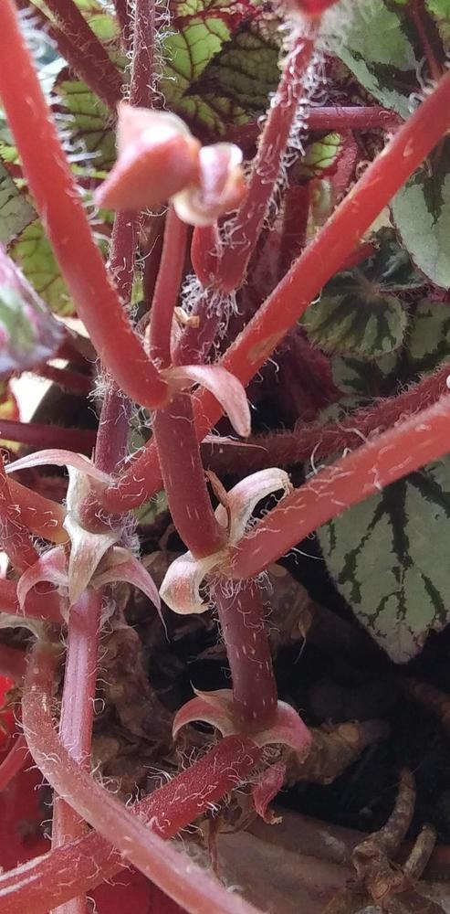 Photo of the stem, scape, stalk or bark of Begonia 'Salsa' posted by ...