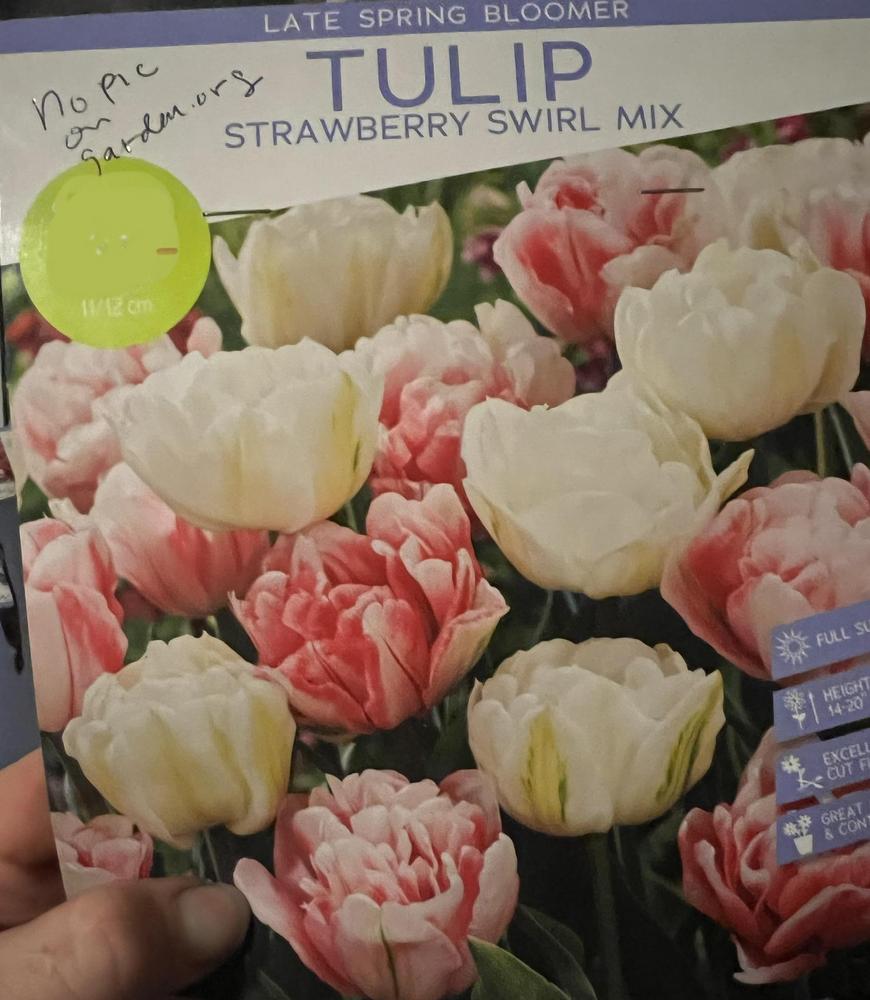 Photo of the documentation of Tulip (Tulipa 'Strawberry Swirl') posted ...