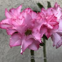 Photo of the bloom of Desert Rose (Adenium 'Innocent Glow') posted by ...