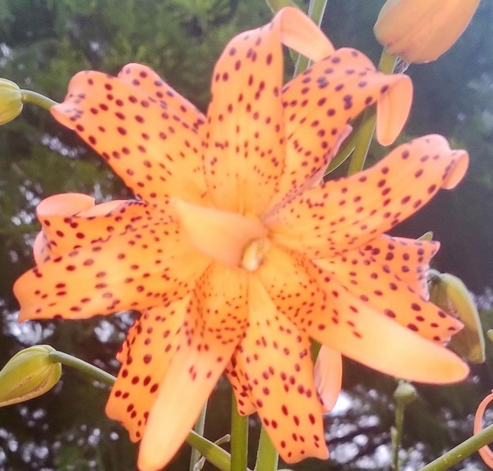 Photo of the bloom of Double Tiger Lily (Lilium lancifolium 'Flore ...