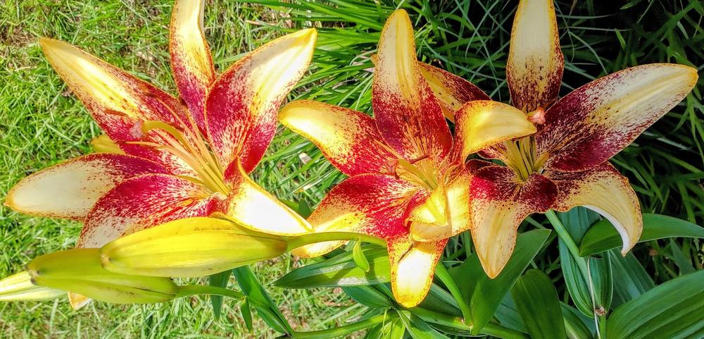 Photo of the bloom of Lily (Lilium 'Tigerplay') posted by HoodLily ...