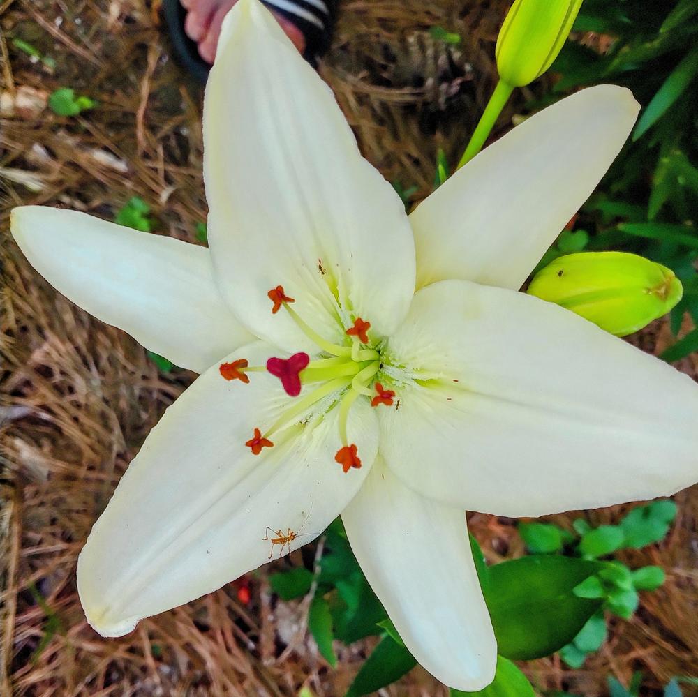 Photo of the bloom of Lily (Lilium 'Silver Nymph') posted by HoodLily ...