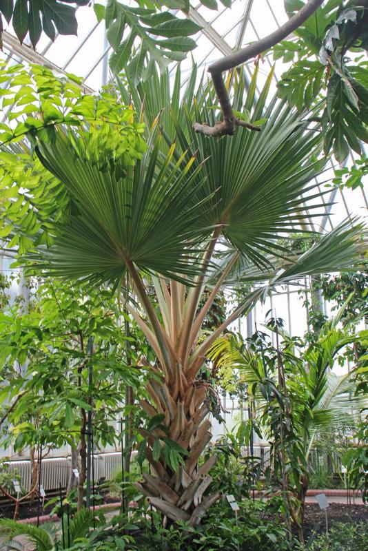 Red Latan Palm (Latania lontaroides) - Garden.org