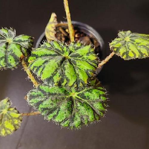 Begonia 'Persian Brocade' in the Begonias Database - Garden.org