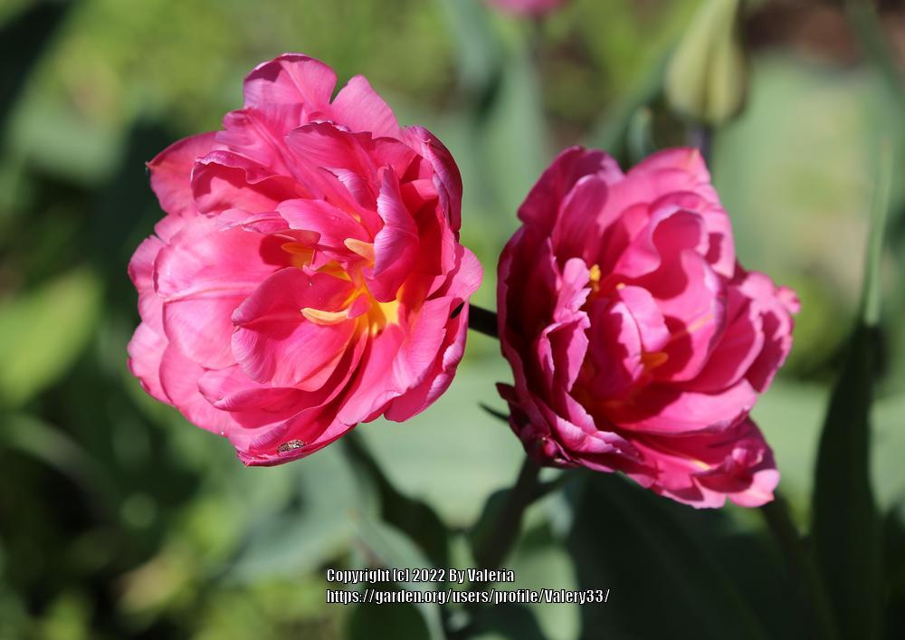 Photo of the bloom of Double Early Tulip (Tulipa 'Margarita') posted by ...