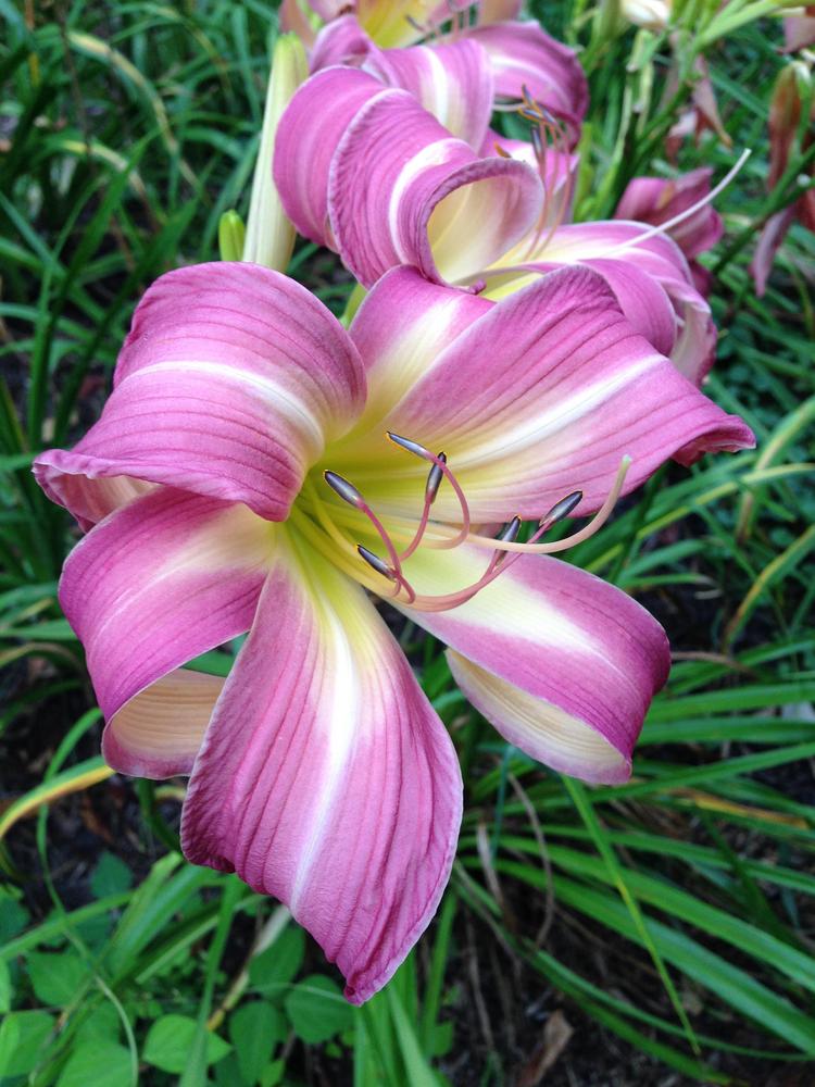 Daylily (Hemerocallis 'Lilting Belle') in the Daylilies Database ...
