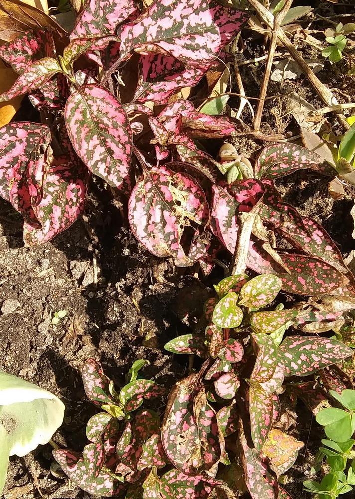 Photo of the leaves of Polka-Dot Plant (Hypoestes phyllostachya Splash ...