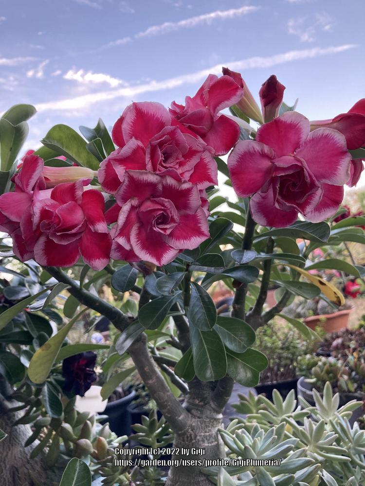Photo of the entire plant of Desert Rose (Adenium obesum 'Triple Santa ...