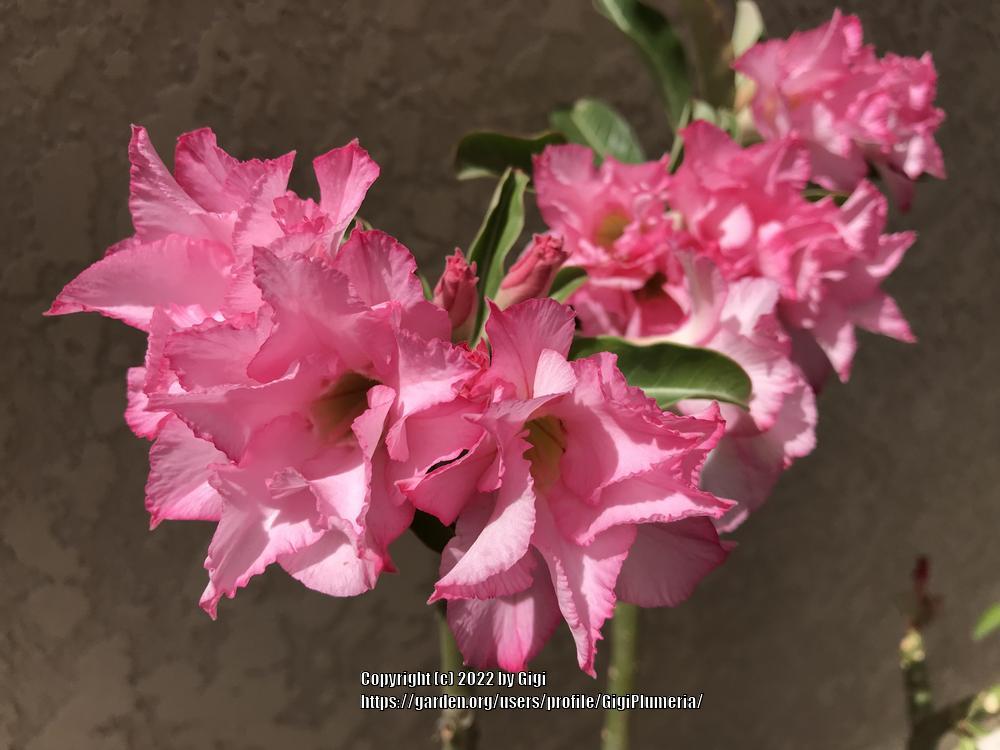 Photo of the bloom of Desert Rose (Adenium 'Innocent Glow') posted by ...
