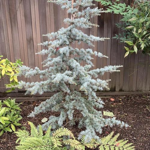 Dwarf Blue Atlas Cedar (Cedrus atlantica 'Horstmann') - Garden.org