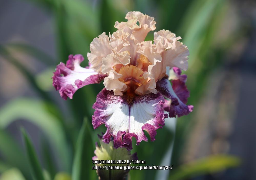 Photo of the bloom of Tall Bearded Iris (Iris 'All By Design') posted ...