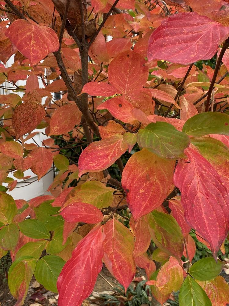 Photo of the fall color of Flowering Dogwood (Cornus Venus®) posted by ...