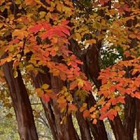 Photo of the fall color of Crape Myrtle (Lagerstroemia 'Natchez ...