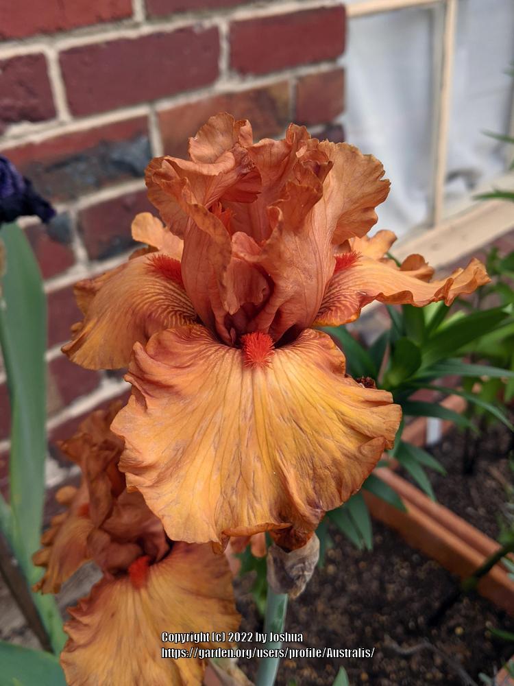 Photo of the bloom of Tall Bearded Iris (Iris 'Game Plan') posted by ...