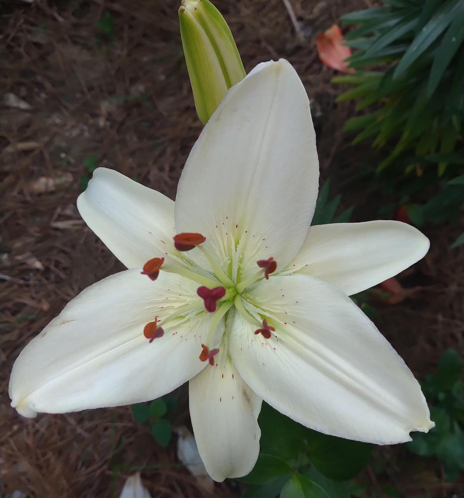 Photo of the bloom of Lily (Lilium 'Silver Nymph') posted by HoodLily ...