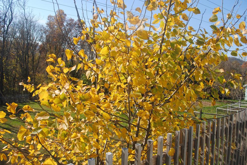 Photo of the fall color of Big-Tooth Aspen (Populus grandidentata ...