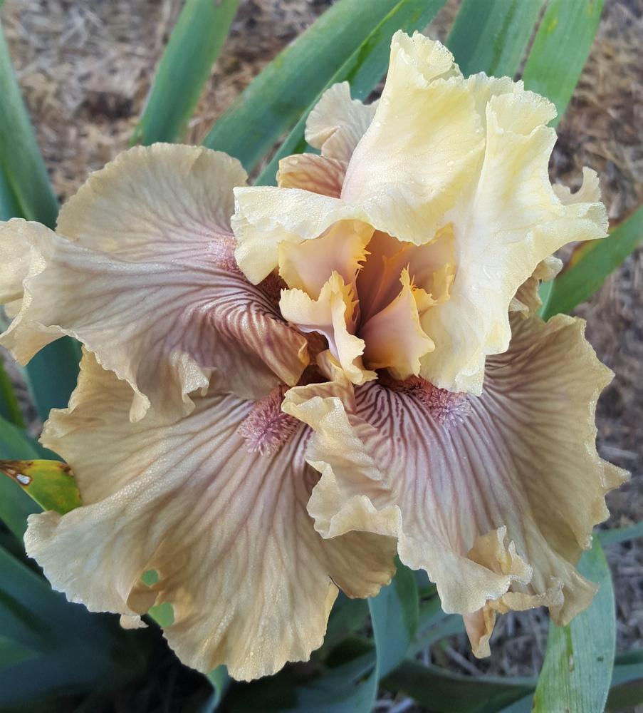 Why are my irises deformed? in the Irises forum - Garden.org