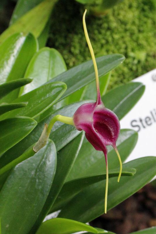 Photo of the bloom of Crooked Masdevallia (Masdevallia infracta) posted ...