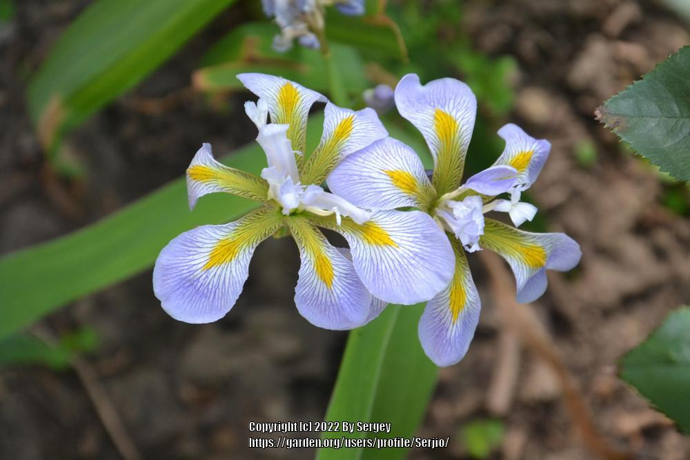 Photo of the bloom of Species Iris (Iris virginica 'Dottie's Double ...