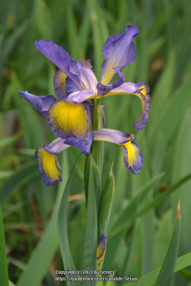 Photo of the bloom of Spuria Iris (Iris 'Clara Ellen') posted by Serjio ...